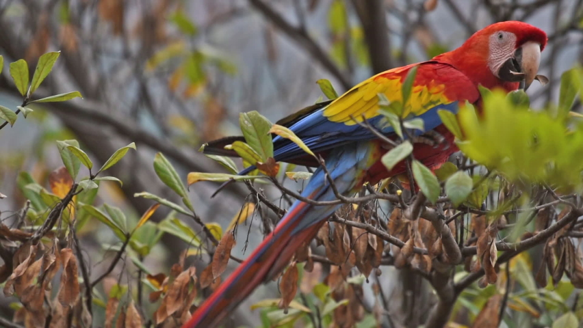 Guacamaya Bandera Stock Video Footage - 4K and HD Video Clips ...