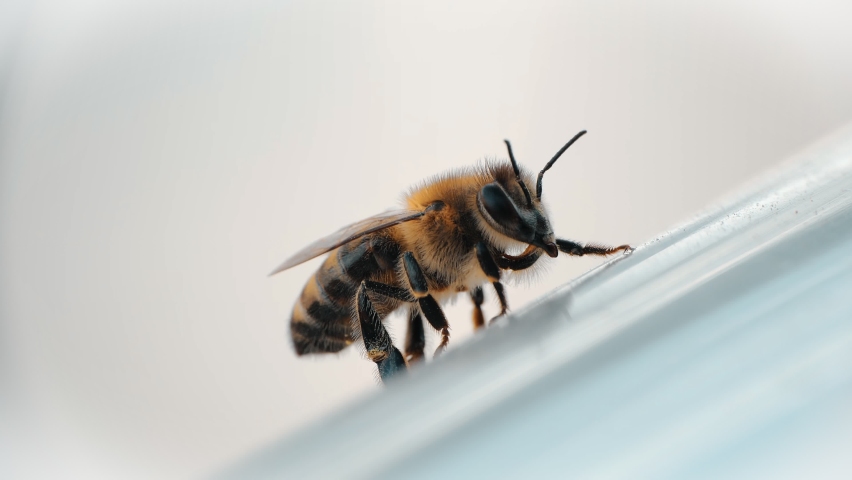 Honey Bee Eyes Stock Video Footage - 4K and HD Video Clips | Shutterstock