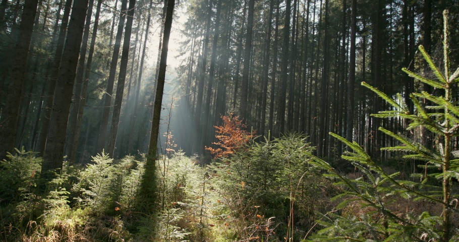 TEMPERATE-FOREST Footage, Videos and Clips in HD and 4K - Avopix.com