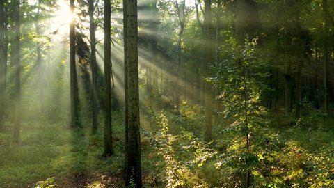 beautiful sunlight forest Stock Footage Video (100% Royalty-free ...