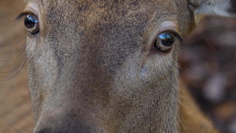 deer eye -blinks - extreme close Stock Footage Video (100% Royalty-free ...