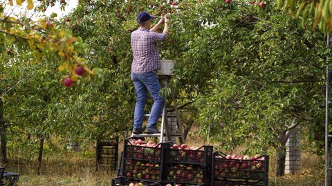 794 Ladder farming Stock Video Footage - 4K and HD Video Clips ...