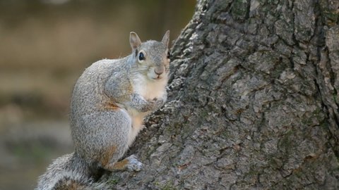 Gray Squirrel Standing Basement Tree Rotating Stock Footage Video (100% ...