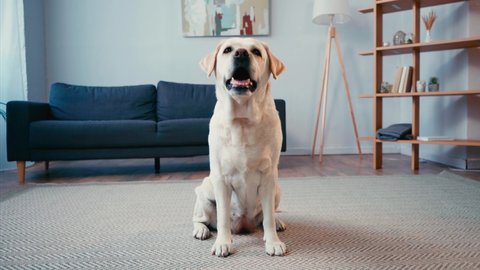 Front View White Labrador Sitting On Stock Footage Video (100% Royalty ...