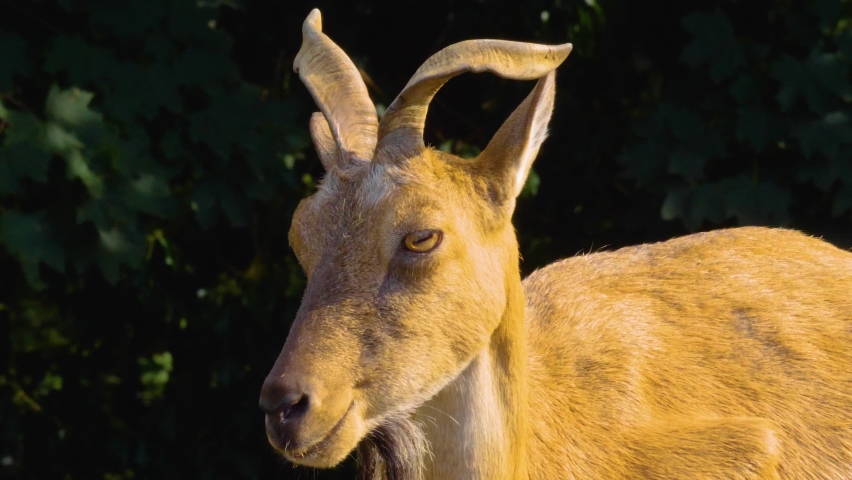 Markhor Female Goat Close up Stock Footage Video (100% Royalty-free ...