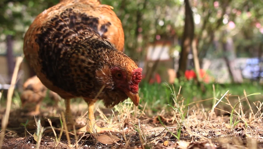 hen feeding on farm nature group Stock Footage Video (100% Royalty-free ...