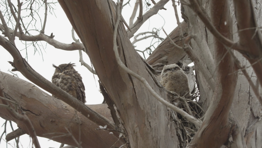 great horned owl owlet tree nest Stock Footage Video (100% Royalty-free ...