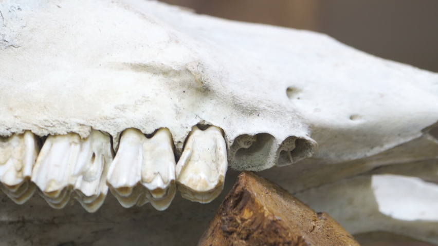 teeth fossil dinosaur skeleton inside museum Stock Footage Video (100% ...