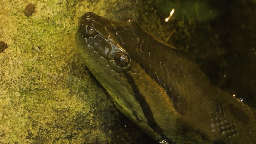 Anaconda Stock Video Footage - 4K and HD Video Clips | Shutterstock