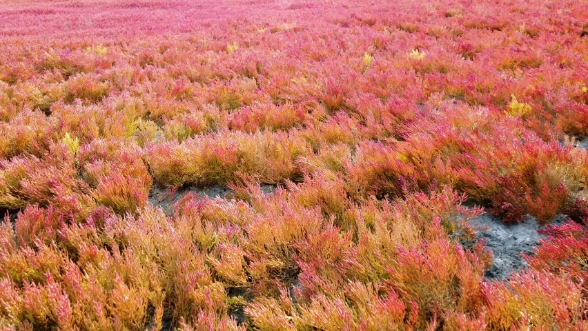 Red Weed Stock Video Footage - 4K and HD Video Clips | Shutterstock