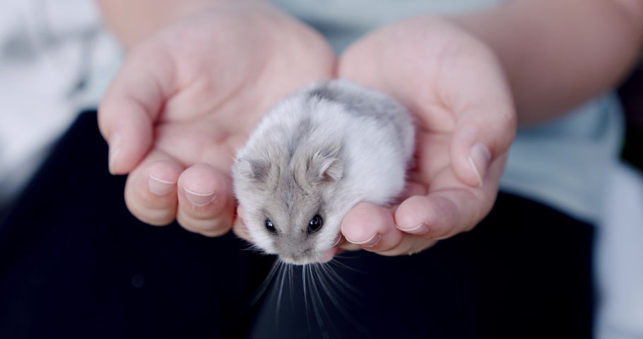 Hamster pups Stock Video Footage - 4K and HD Video Clips | Shutterstock