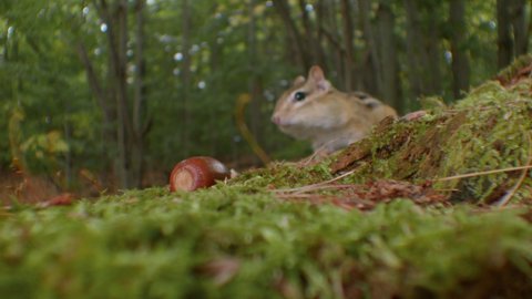 cute squirrel chooses nut sniffing nuts Stock Footage Video (100% ...