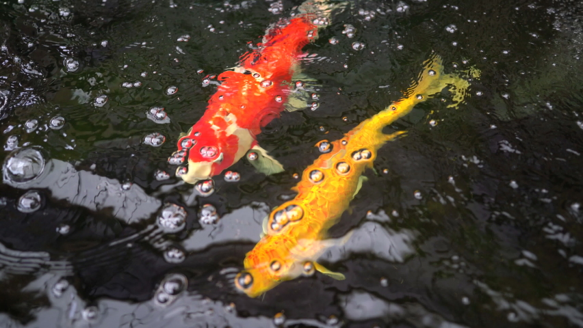 Big Koi Fish in Pond, Stock Footage Video (100% Royalty-free ...