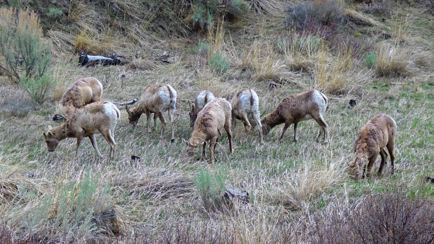 hog deer schomburgk's grazing grass big Stock Footage Video (100% ...