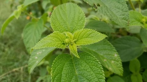 Medicinal Plant Called Panikoorka English Nameplectranthus Stock Photo ...