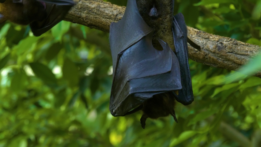 close fruit bat hanging branch grooming Stock Footage Video (100% ...