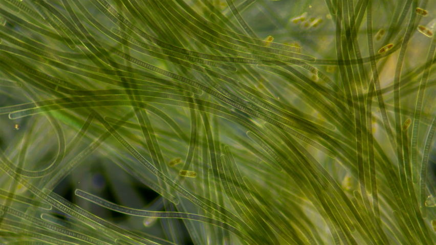 green algae cyanobacteria oscillatoria under microscope: วิดีโอสต็อก ...