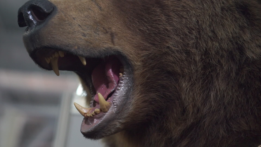 Close-up of a Dead Bears Stock Footage Video (100% Royalty-free ...
