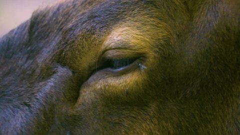 Close Altai Wapiti Deer Elk Head Stock Footage Video (100% Royalty-free ...