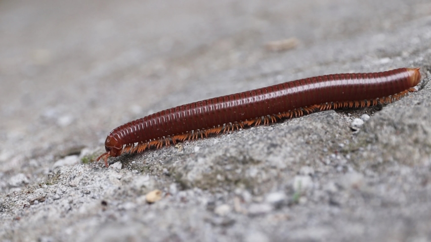 Millipede Walking Stock Video Footage - 4K and HD Video Clips ...