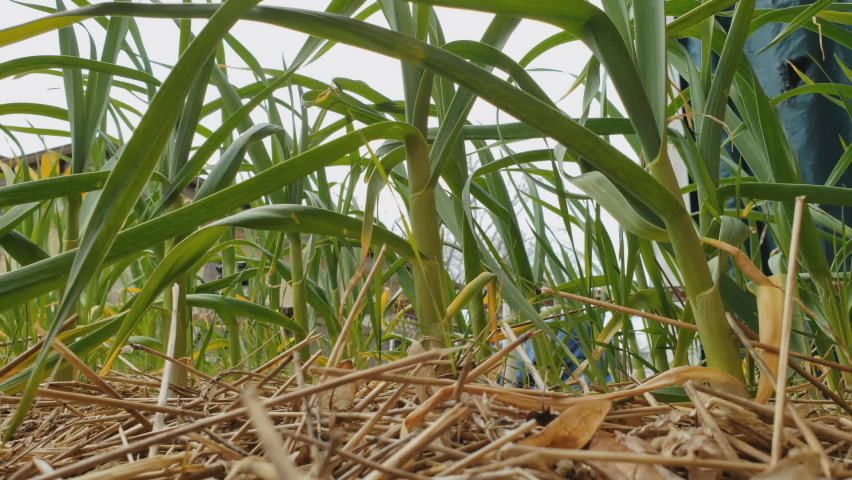 heavy foliage on backyard my mom's Stock Footage Video (100% Royalty ...