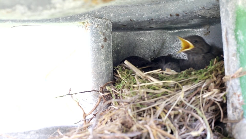 A Beautiful Little Starling Bird Stock Footage Video (100% Royalty-free ...