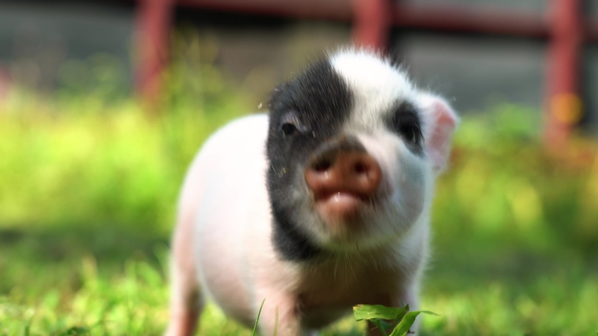 Baby Potbelly Piglet Smiling at Stock Footage Video (100% Royalty-free ...