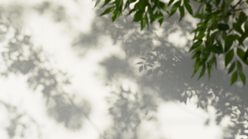 Beautiful Grey Shadows of Fresh Stock Footage Video (100% Royalty-free ...