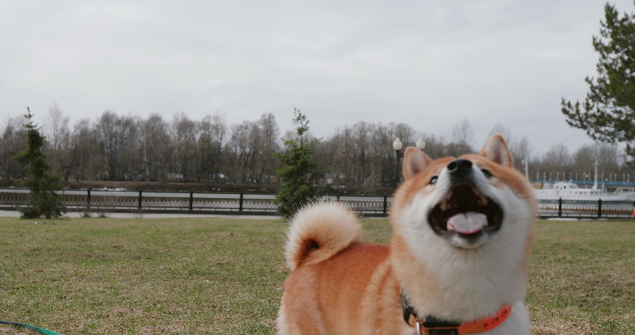 Dogs Chasing Man Stock Video Footage - 4K and HD Video Clips | Shutterstock