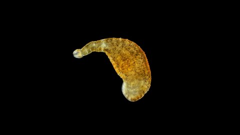 Nemertea Worm Under Microscope Supertype Spiralia Stock Footage Video ...