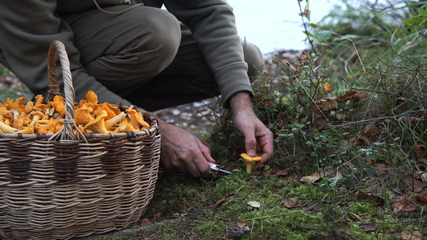 Mushroom Picker Stock Video Footage - 4K and HD Video Clips | Shutterstock