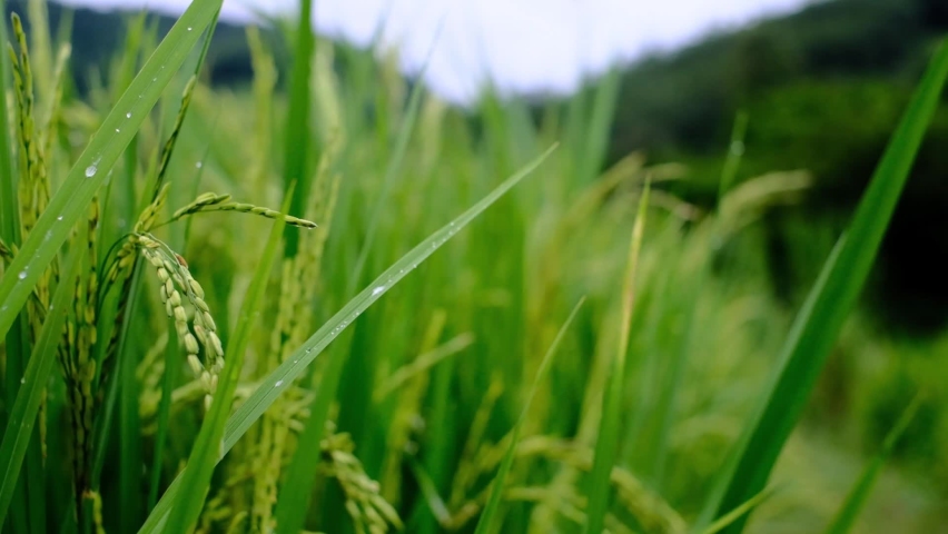 Rice Field Harvest Stock Video Footage - 4K and HD Video Clips ...