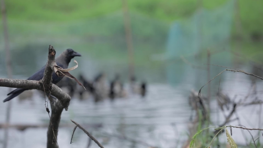 Crow standing on a branch image - Free stock photo - Public Domain ...