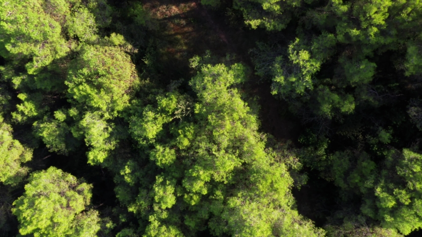 ascending aerial top down tree tops Stock Footage Video (100% Royalty ...