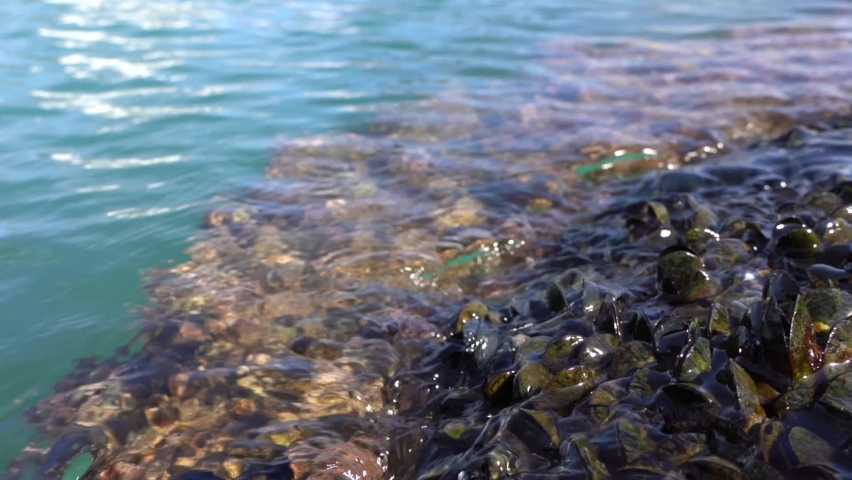 Mussels Growing On the Rocks Stock Footage Video (100% Royalty-free ...