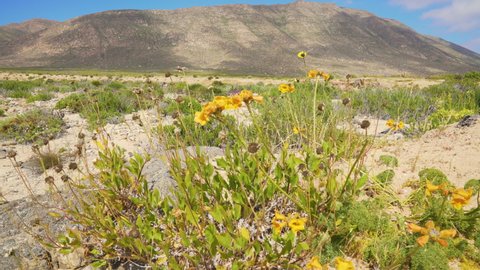 Wide Landscape Orange Argylia Radiata Wild Stock Footage Video (100% ...