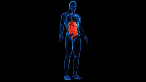 Human Digestive System Anatomy Animation Concept Stock Footage Video ...