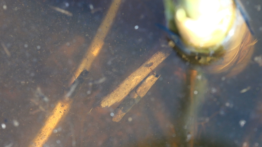 View Macro Insect in Underwater. Stock Footage Video (100% Royalty-free ...