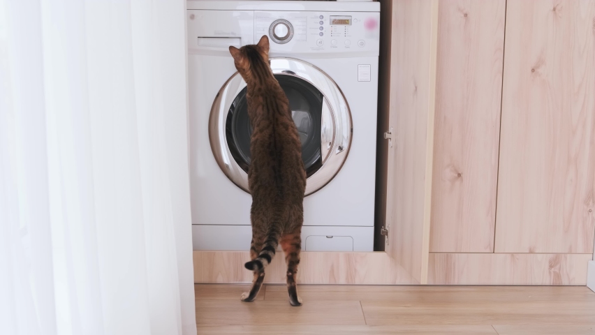 washing machine process green screen Stock Footage Video (100% Royalty ...