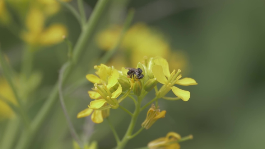 Australian Native Bees Stock Video Footage 4k And Hd Video Clips