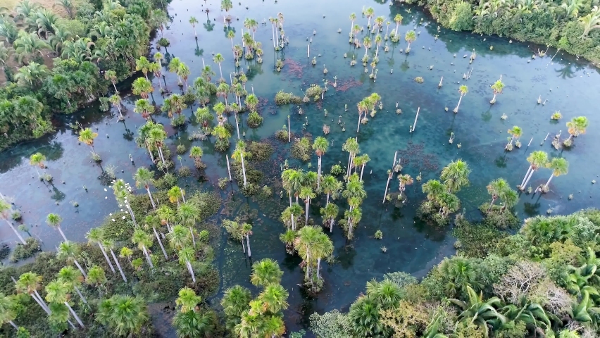 5,212 Pantanal Stock Video Footage - 4K and HD Video Clips | Shutterstock