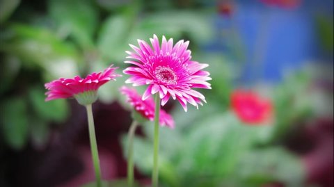 Red Jarvara Flower Decoration Stock Footage Video (100% Royalty-free ...