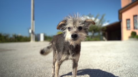 Mixedbreed Stray Dog Suffering Infection Small Stock Footage Video (100 ...