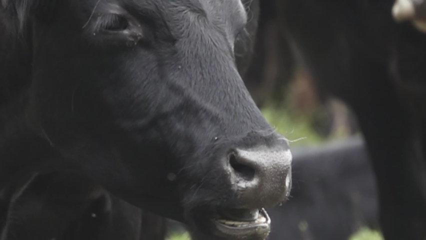 Close-up of a Black Chewing Stock Footage Video (100% Royalty-free ...