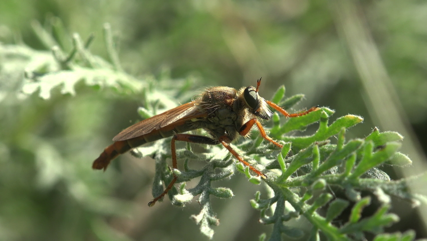 Robber Fly Stock Video Footage - 4K and HD Video Clips | Shutterstock