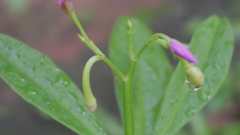 Sri lankan food Stock Video Footage - 4K and HD Video Clips | Shutterstock
