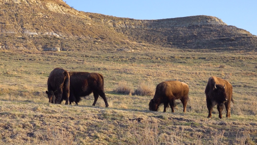 Wild Bison at Theodore Roosevelt National Park, North Dakota image ...