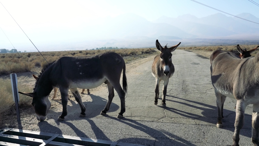 donkeys burros mules stuck cattle guard Stock Footage Video (100% ...