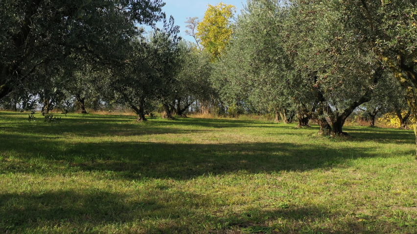 Olive Tree Forest Stock Video Footage - 4K and HD Video Clips ...