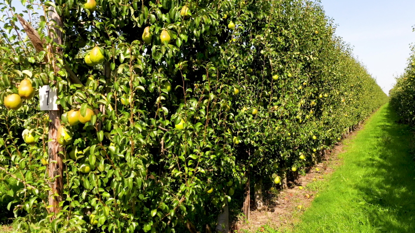 148 Empty apple tree Stock Video Footage - 4K and HD Video Clips ...